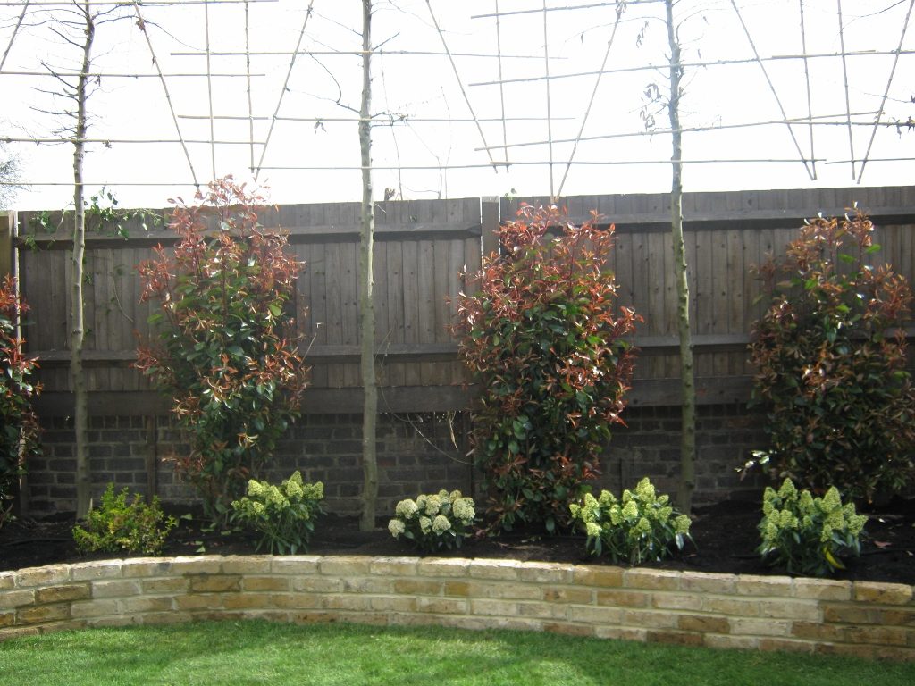 Feature Trees – Garden Gurus | Creative Landscape Construction